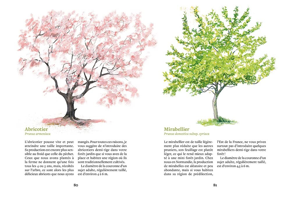 Create a mini forest garden