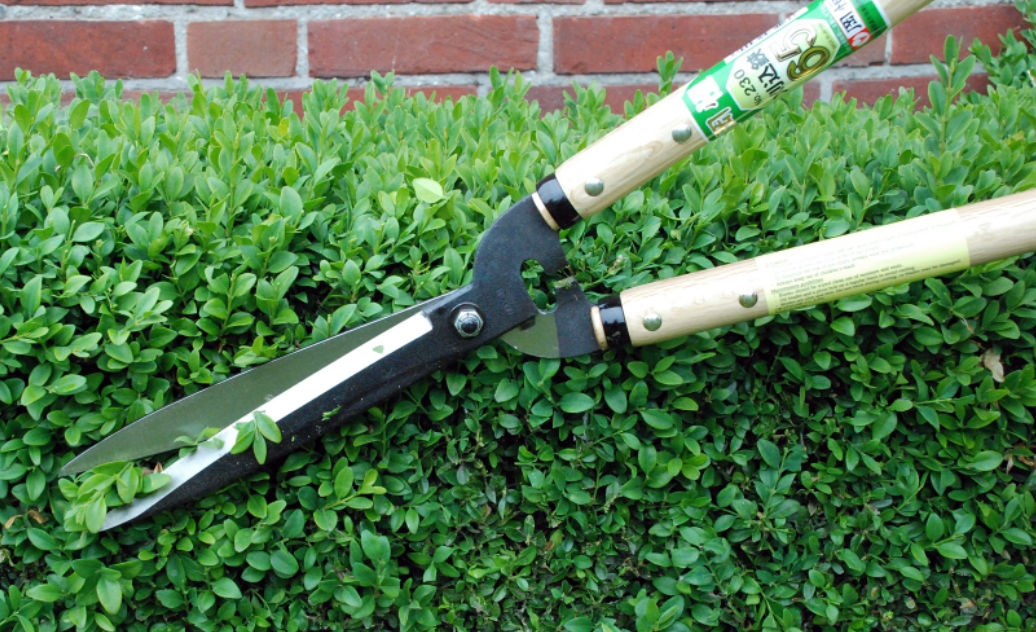 Shears Okatsune 230 - Large reach and clean cut