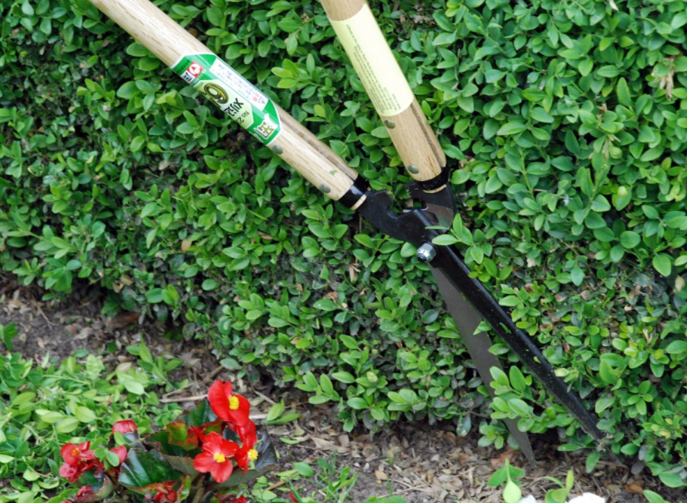 Shears Okatsune 230 - Large reach and clean cut