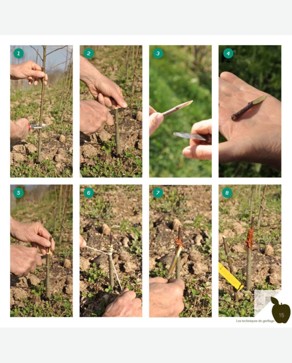 I am learning how to graft my fruit trees for abundant and flavorful ...