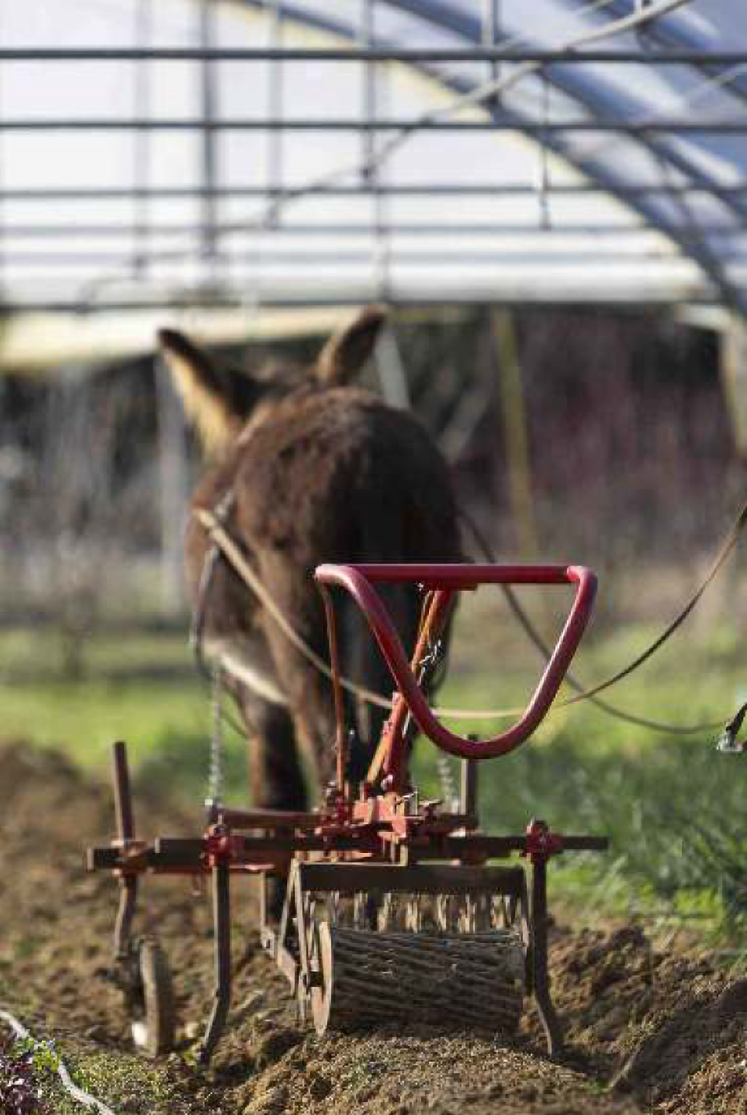 Partnership with Prommata: manufacturing of animal traction tools